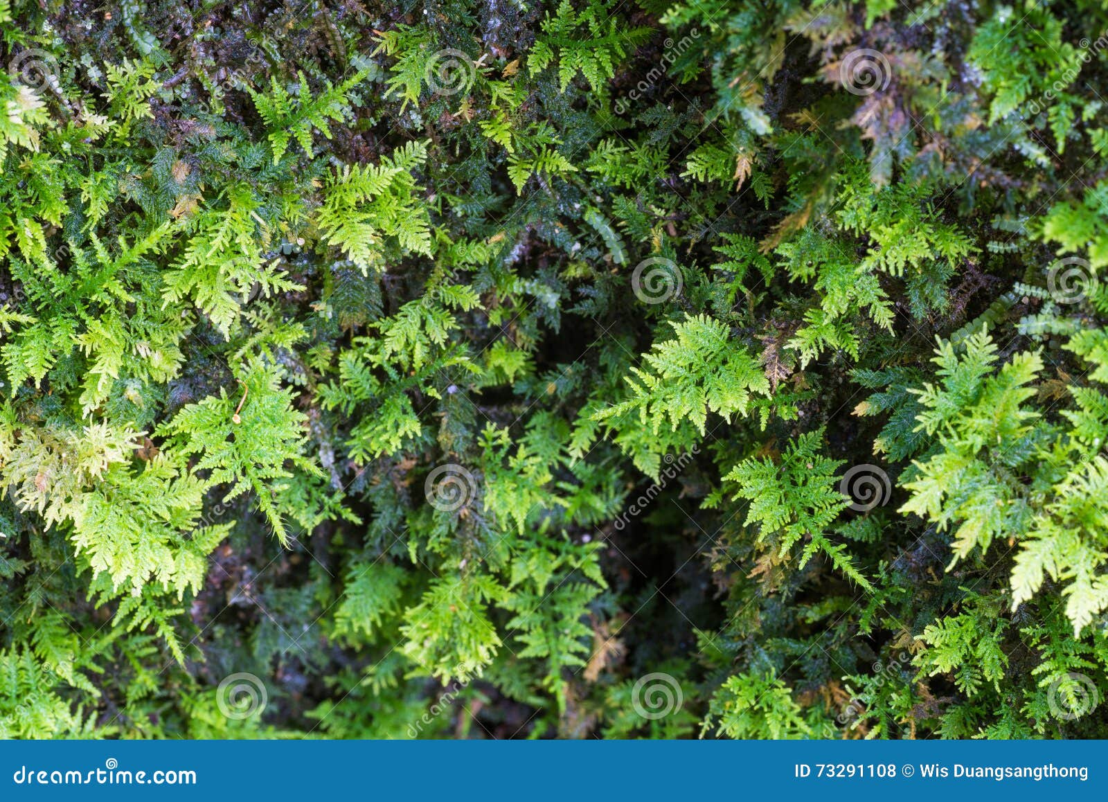 Small Ferns grow on a tree stock photo. Image of water - 73291108