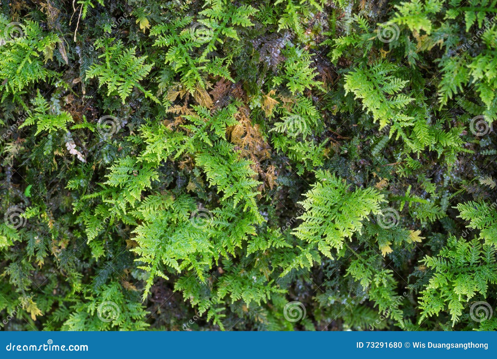 Small Ferns grow on a tree stock photo. Image of refreshing - 73291680