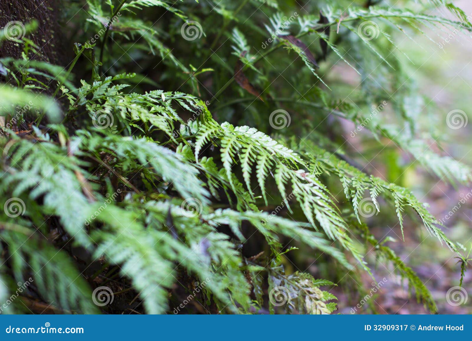 Small Ferns Growing in Forest Stock Image - Image of leaf, rainforest ...