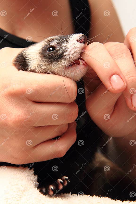 Small Ferret in the Human Hands Stock Photo - Image of young, puppy ...