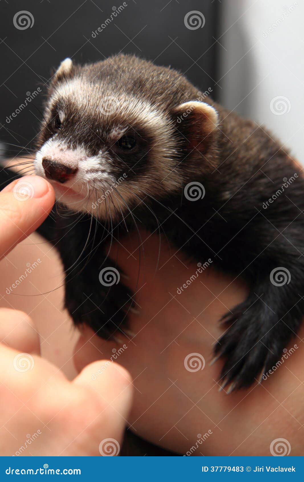 Small Ferret in the Human Hands Stock Image - Image of playful ...