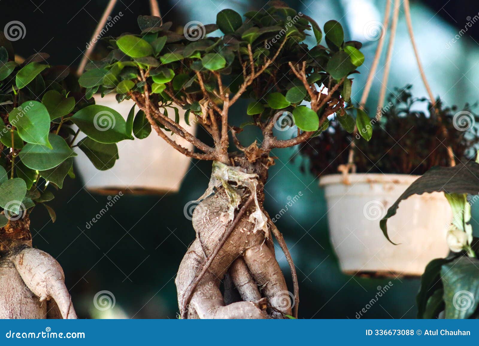 Small Ficus Bonsai Tree Plant Wallpaper Stock Photo - Image of plant ...