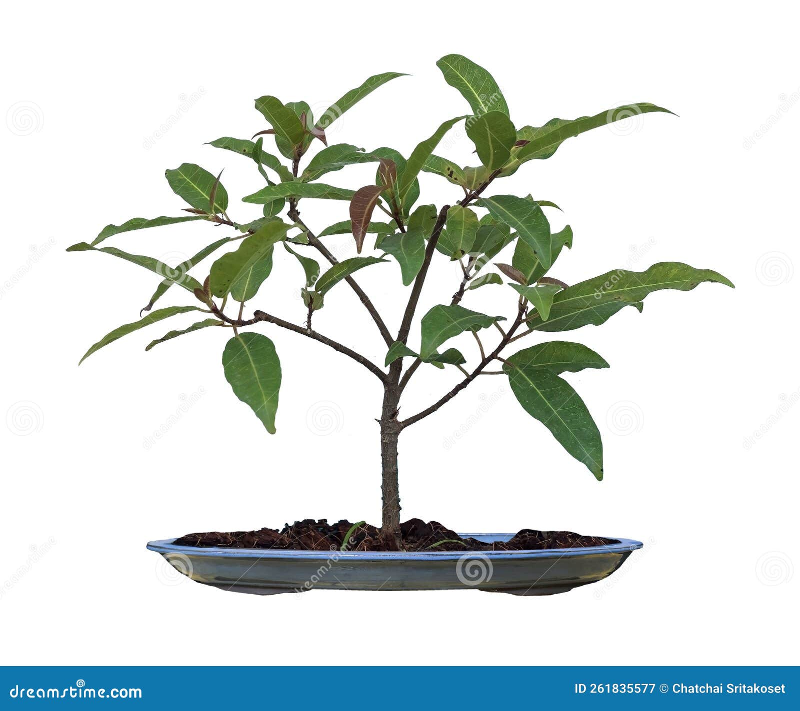 A Small Ficus Septica Tree on White Background Stock Image - Image of ...