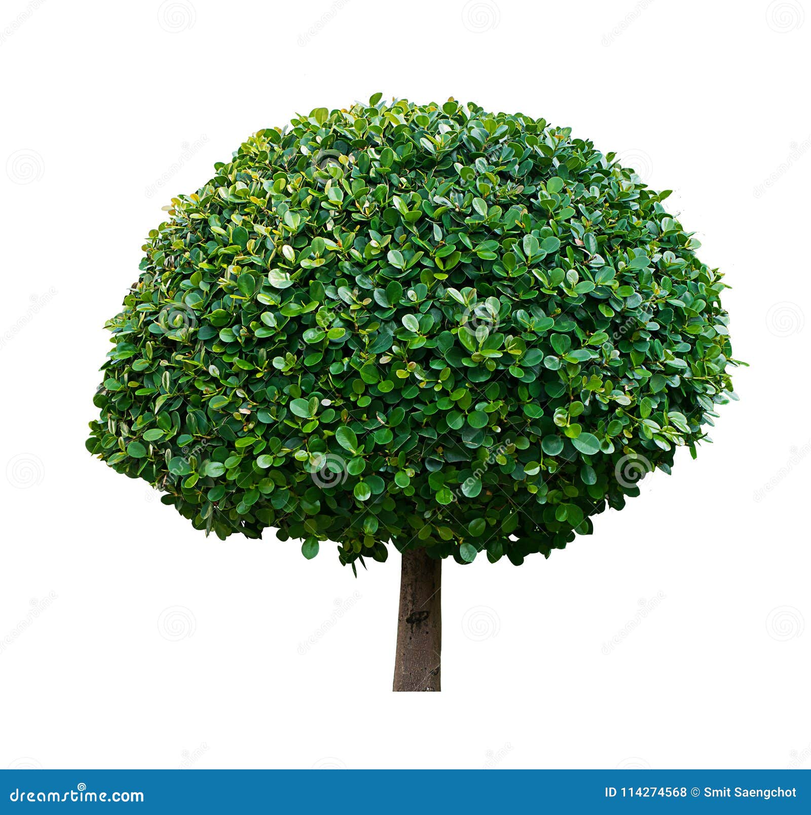 Small Ficus Tree Isolated On White Background Stock Photo - Image of ...