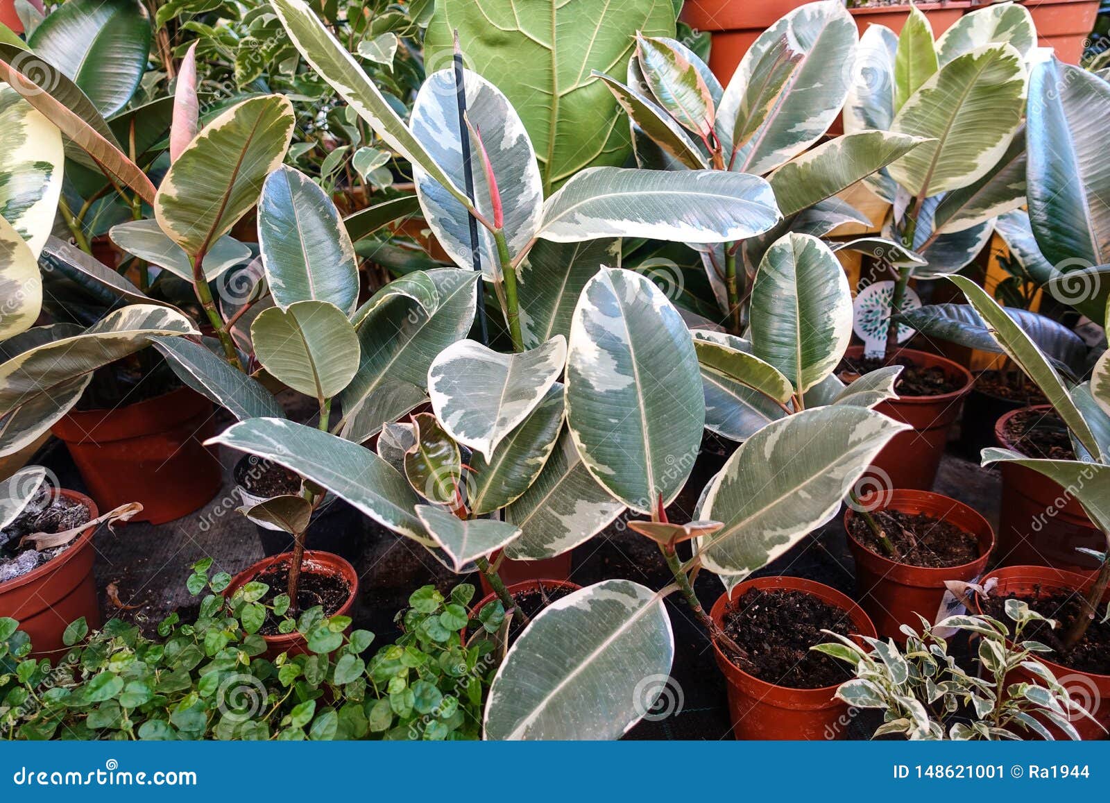 Small Ficus Tree in Pot, Domestic Tree Weeping Fig, Ficus Benjamina ...