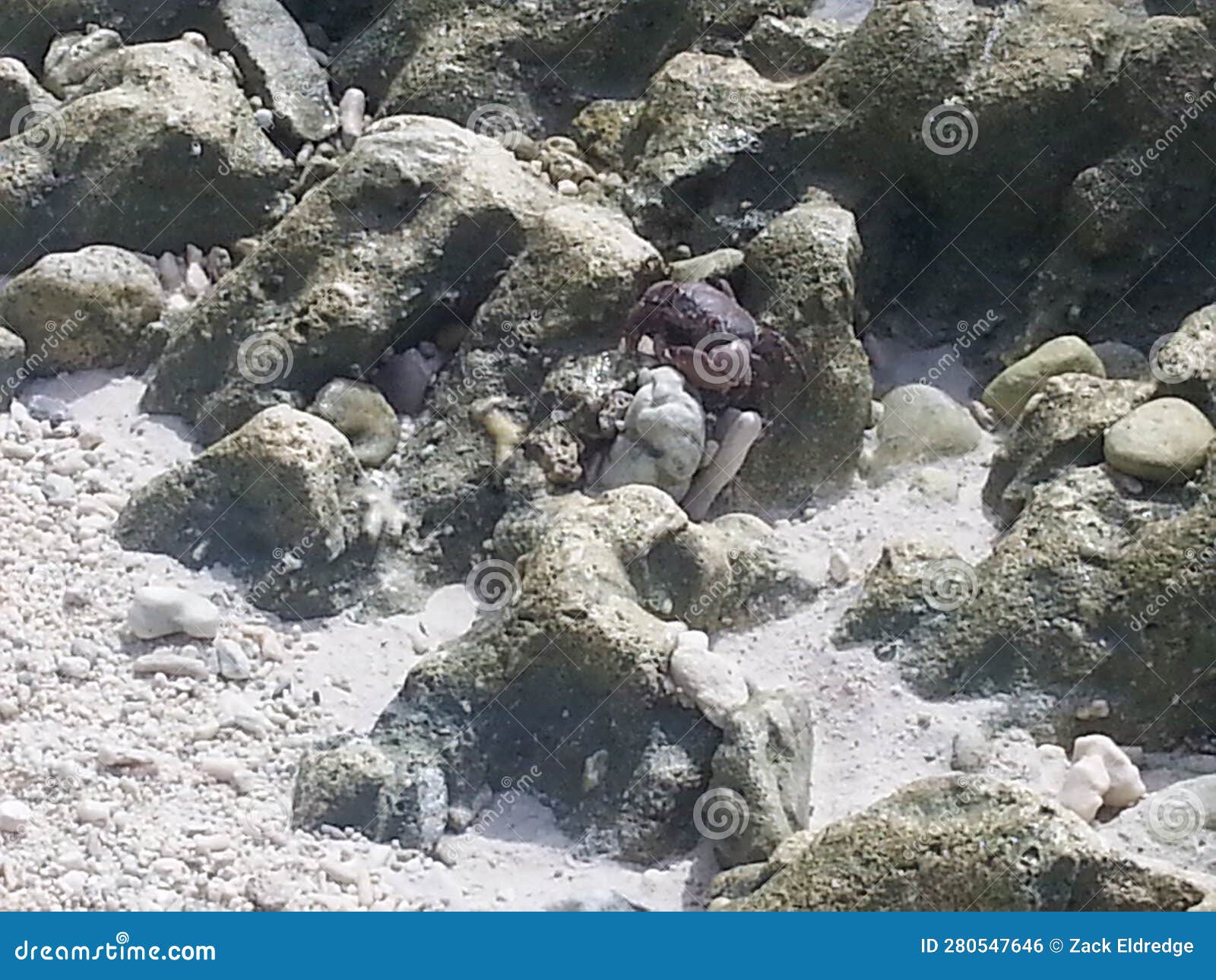 Fiddler crab stock photo. Image of rocks, fiddler, sand - 280547646
