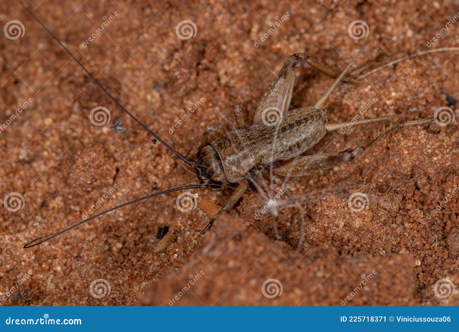 Small Field Cricket stock image. Image of gryllinae - 225718371