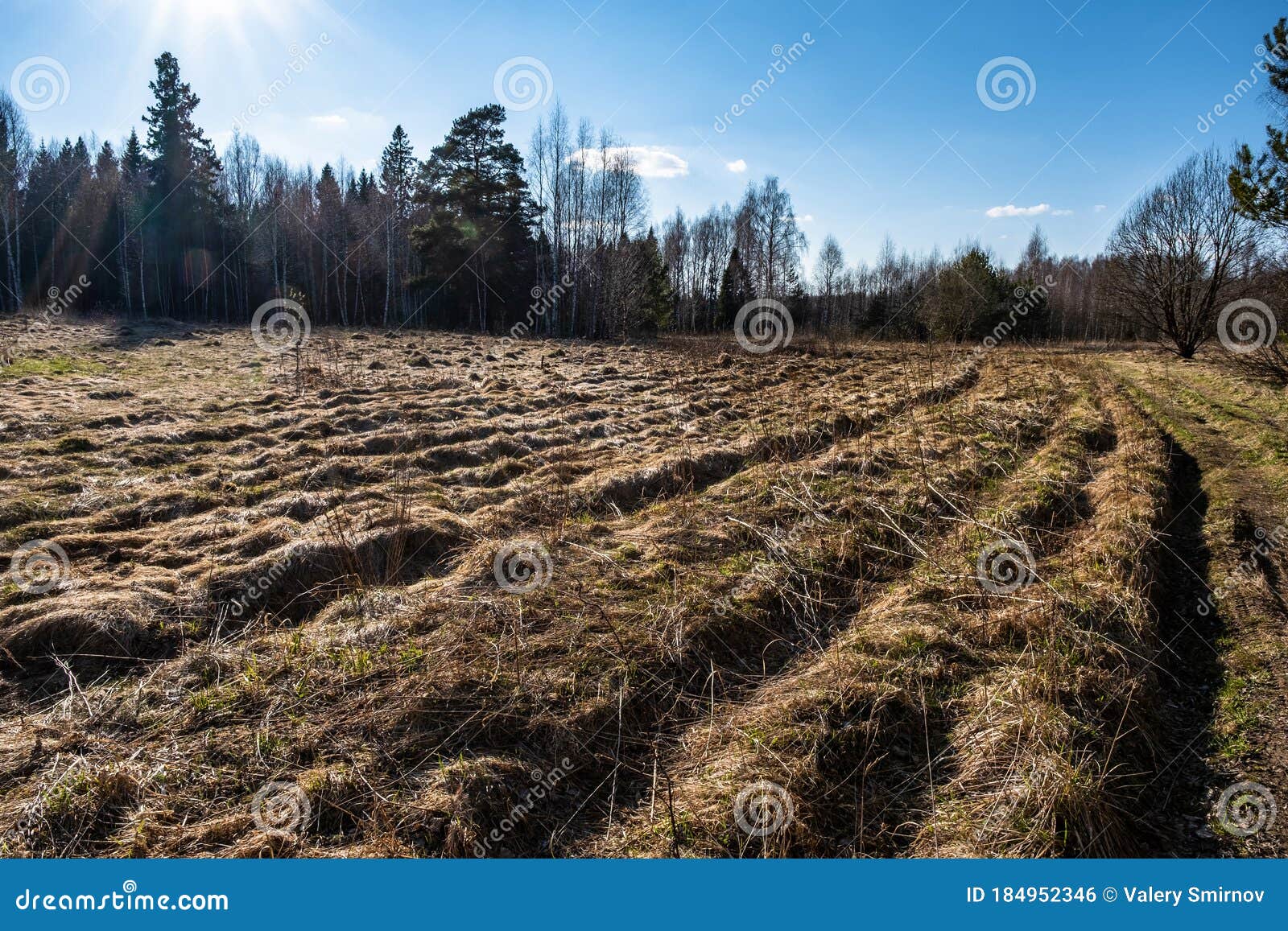 A Small Field on the Edge of the Forest, Cut by Deep Furrows Stock ...