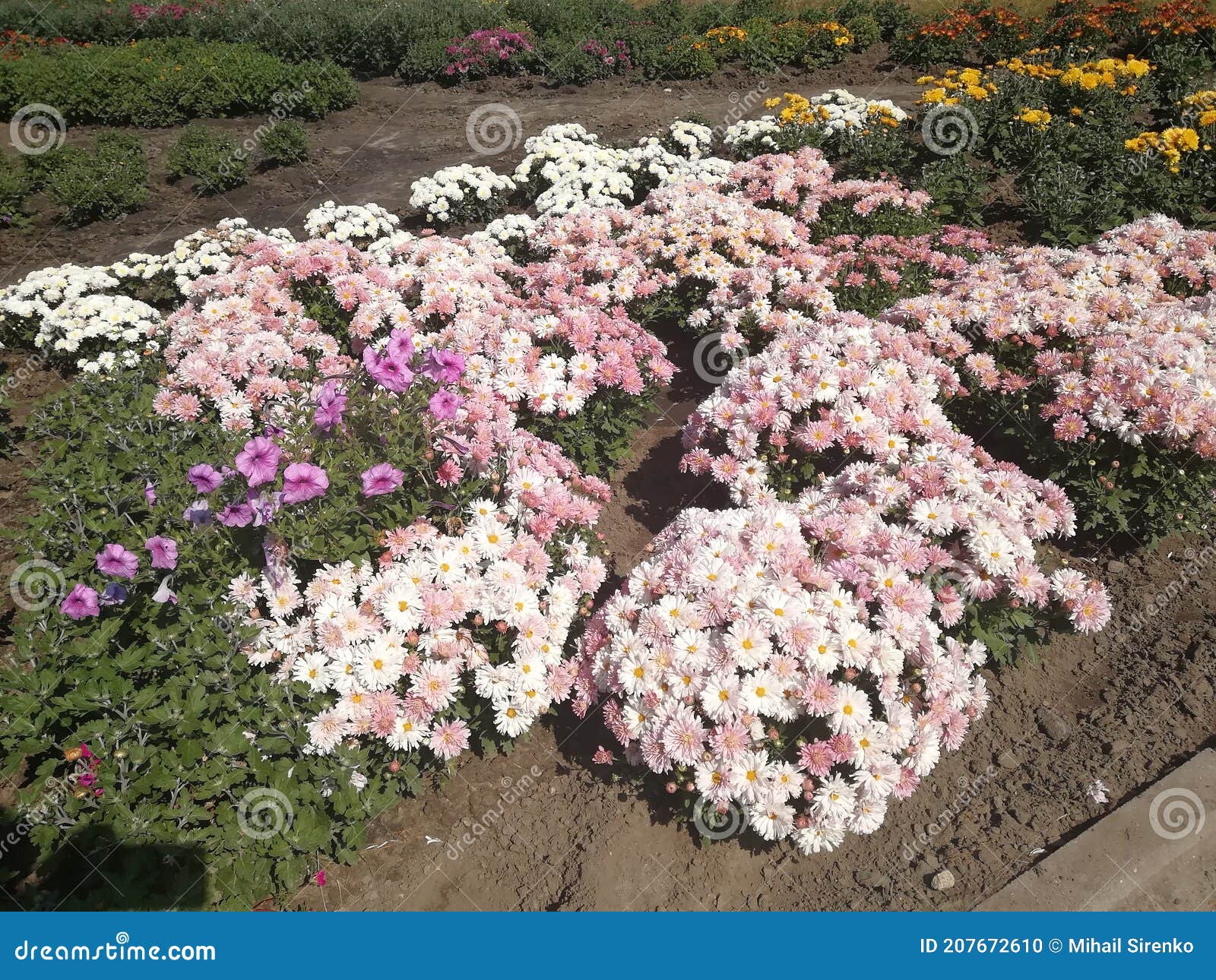 Small Field of Flowers. Nature Stock Photo - Image of lilac, wildflower ...