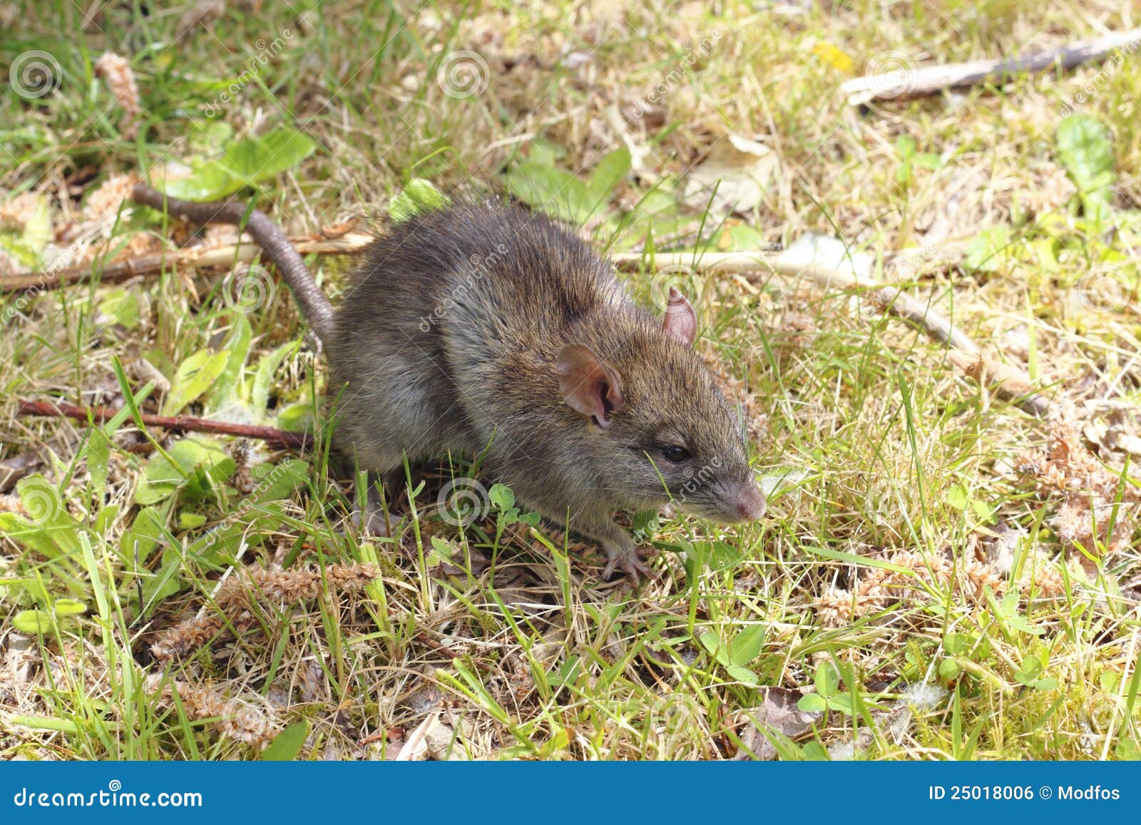 A small field mouse stock photo. Image of nature, creature - 25018006