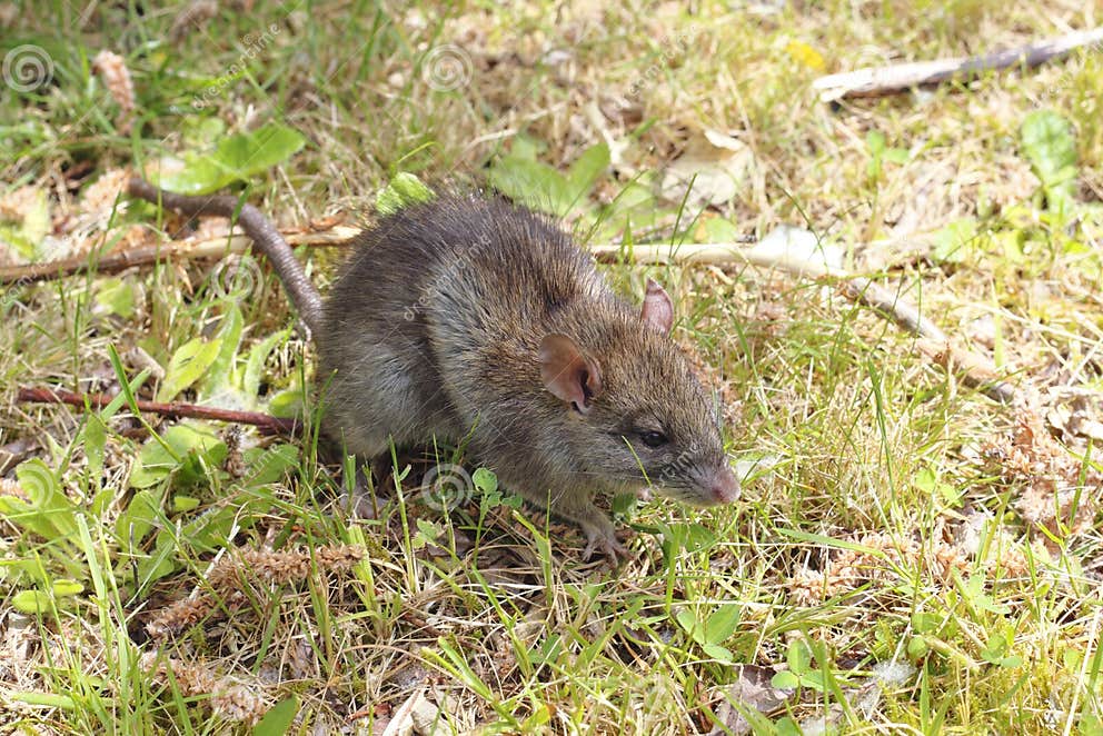 A small field mouse stock photo. Image of nature, creature - 25018006