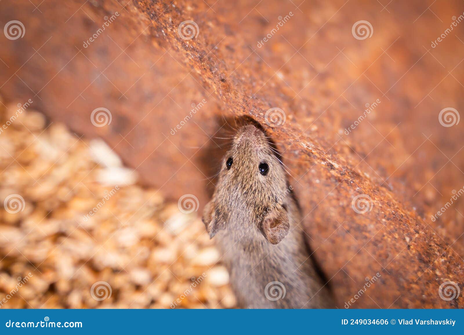 Small Field Mouse Close-up in Wheat Storage Stock Photo - Image of ...