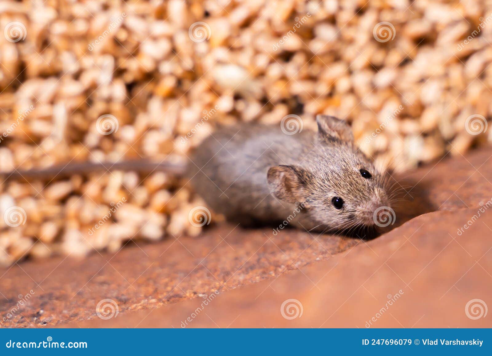 Small Field Mouse Close-up in Wheat Storage Stock Image - Image of ...