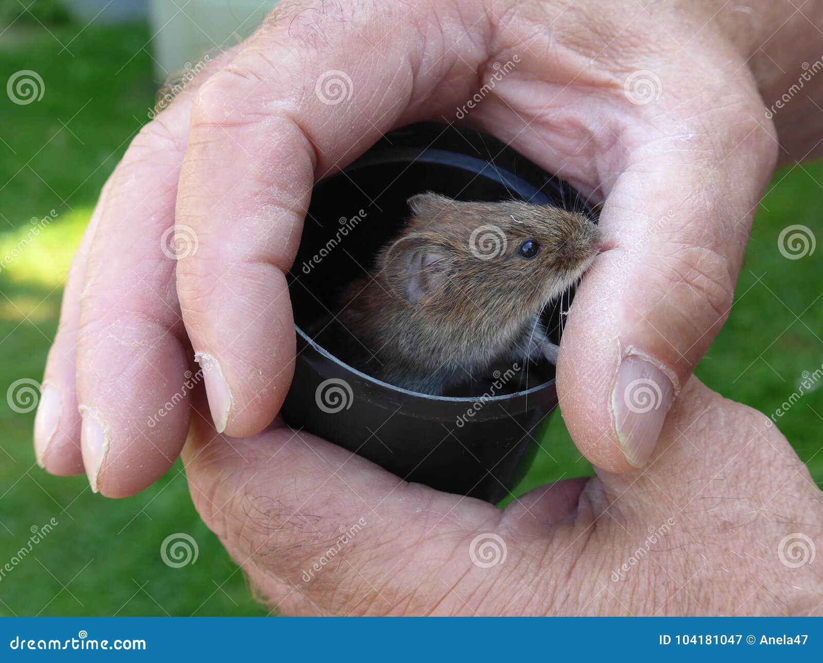 A Small Field Mouse Stock Image | CartoonDealer.com #70553137