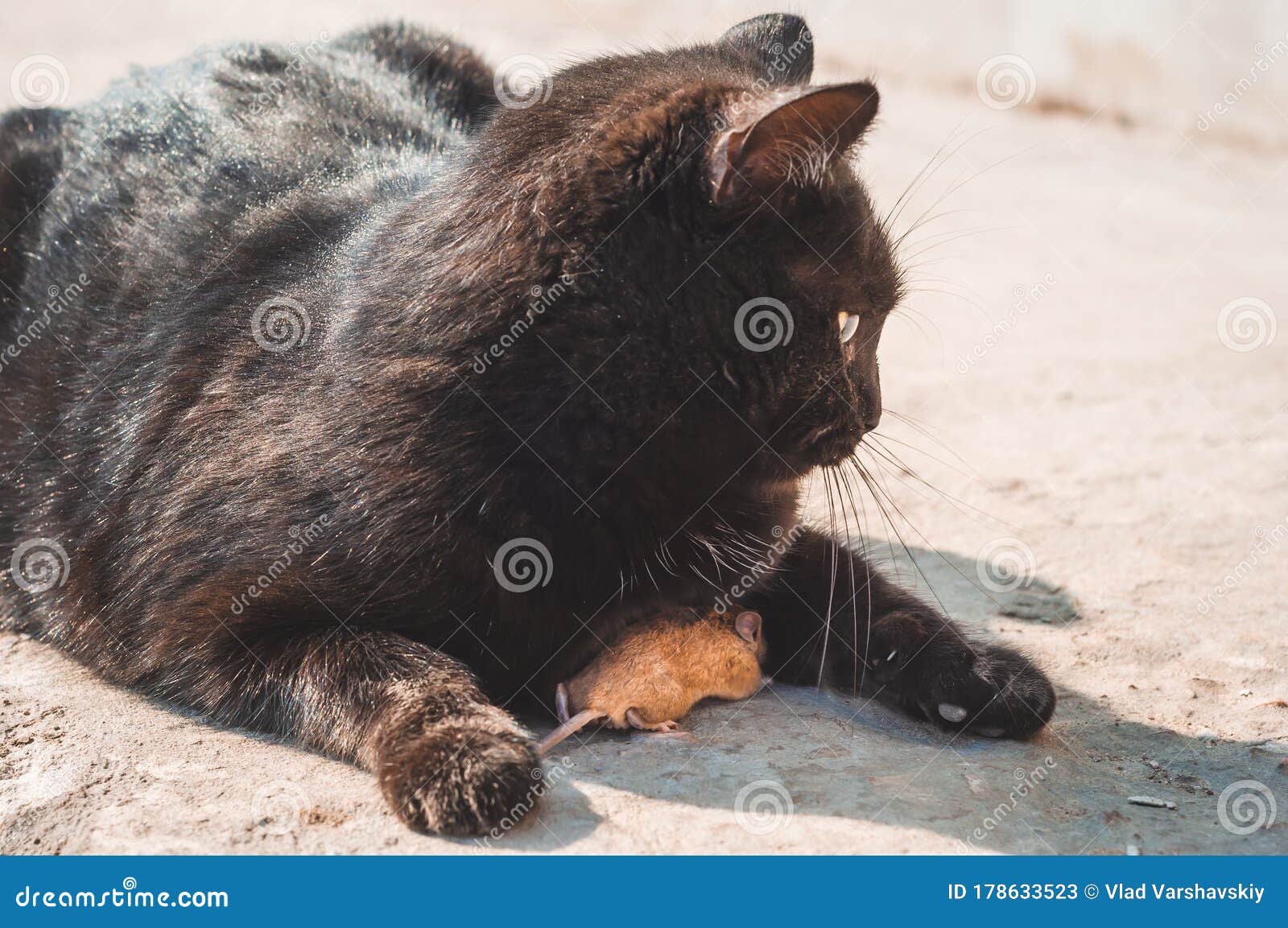 A Small Field Mouse is Hiding Under a Large Black Cat Stock Image ...