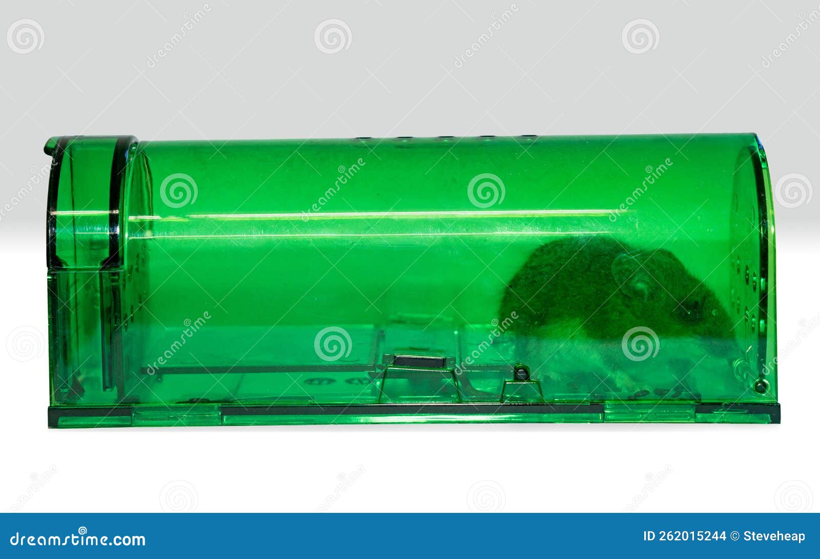 Small Field Mouse Trapped in Humane Mouse Trap Made from Green Plastic ...