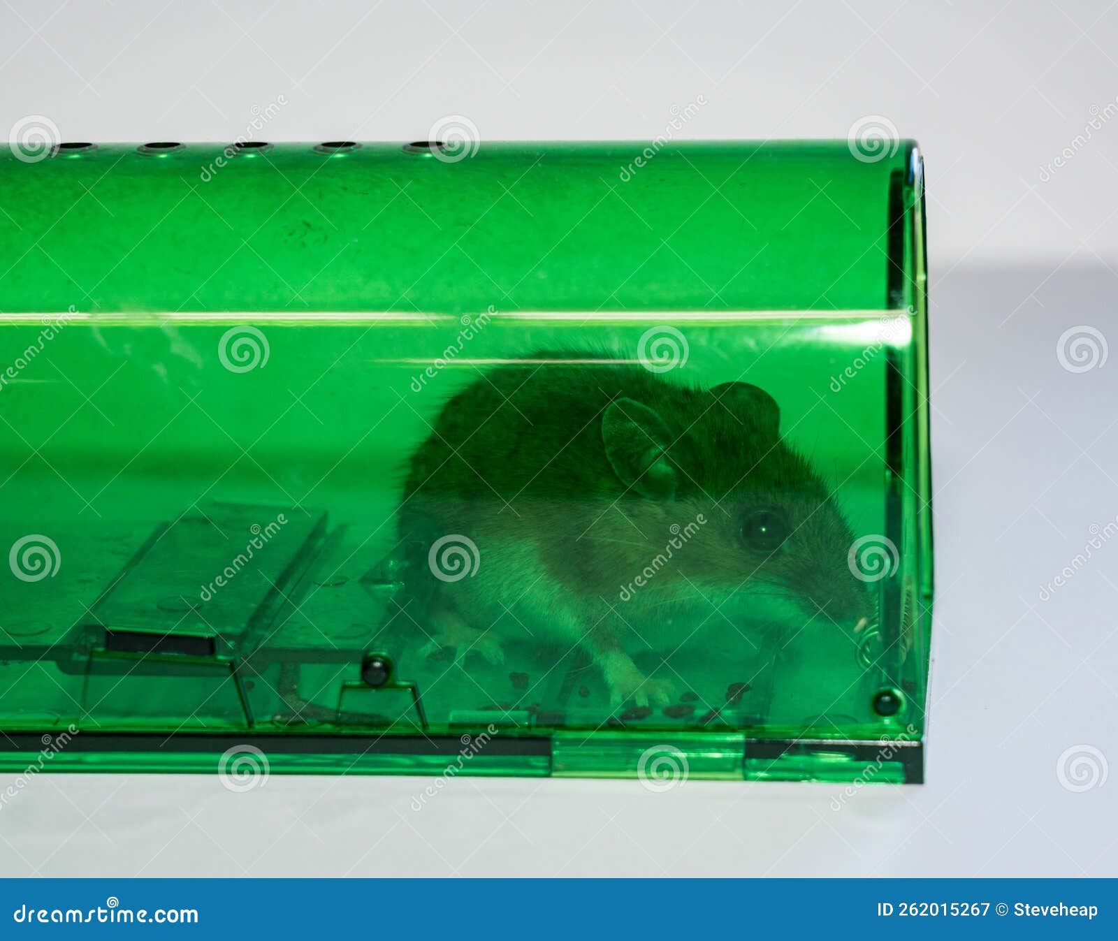 Small Field Mouse Trapped in Humane Mouse Trap Made from Green Plastic ...