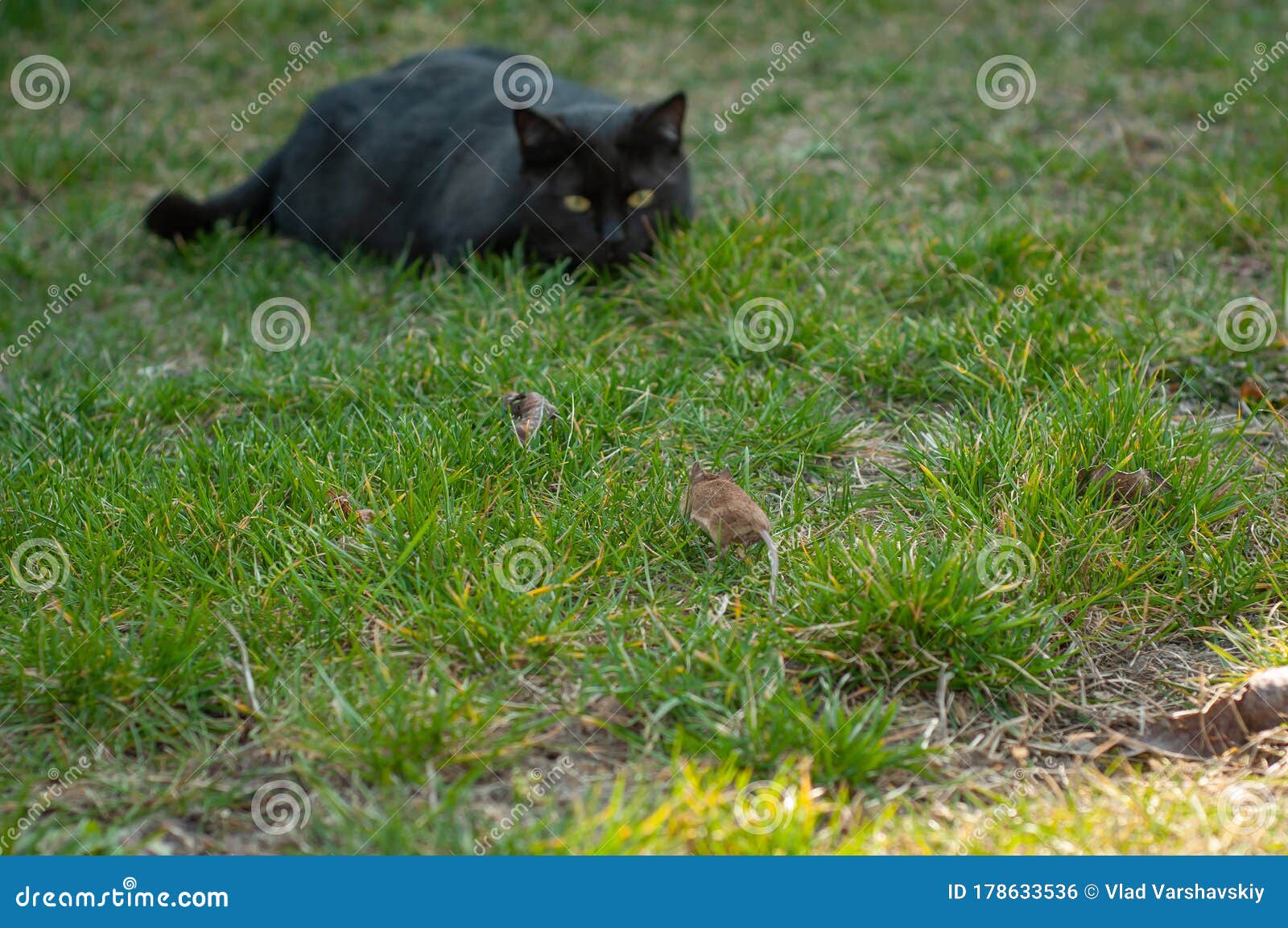 A Small Field Mouse Unconsciously Goes To the Predator in Its Paws ...