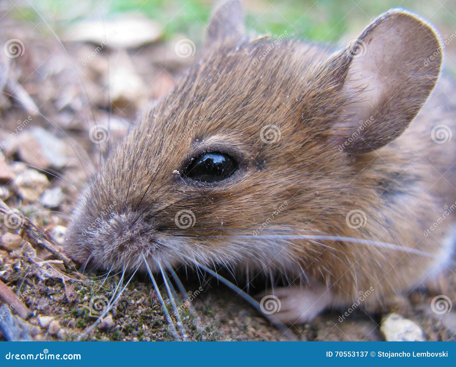 A Small Field Mouse Stock Image | CartoonDealer.com #70553137