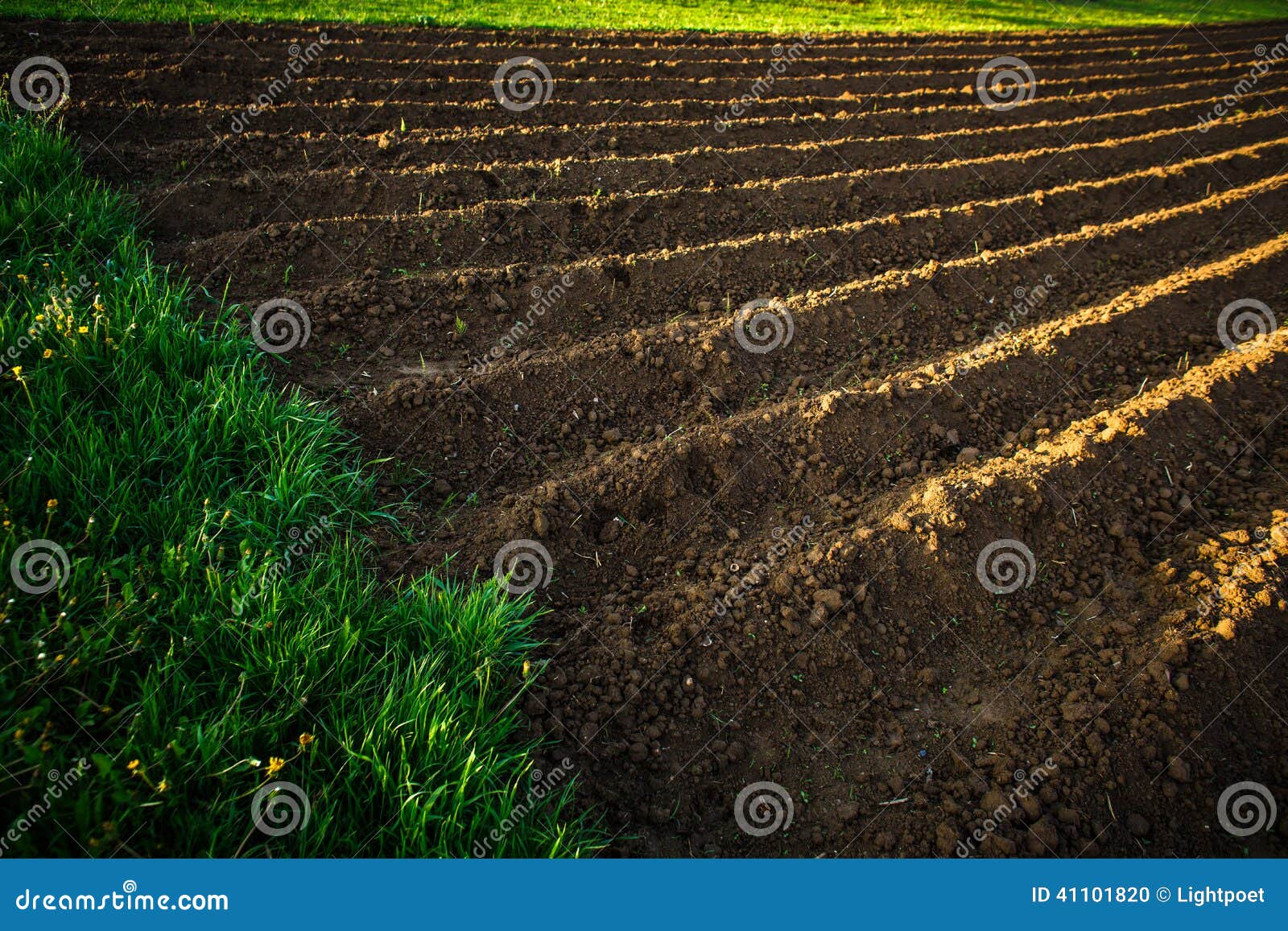 Small field at sunset stock photo. Image of grass, nature - 41101820