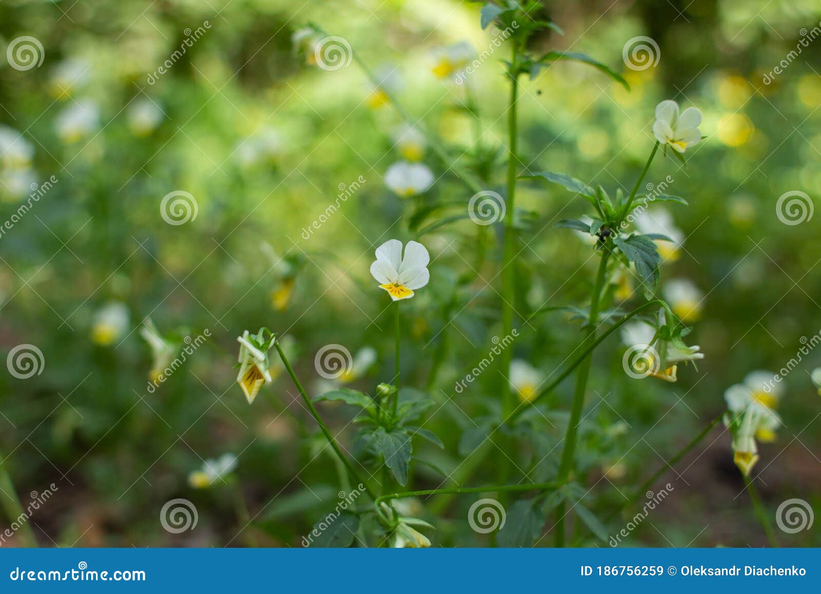 Small Field Violets Grow in the Forest Stock Image - Image of field ...