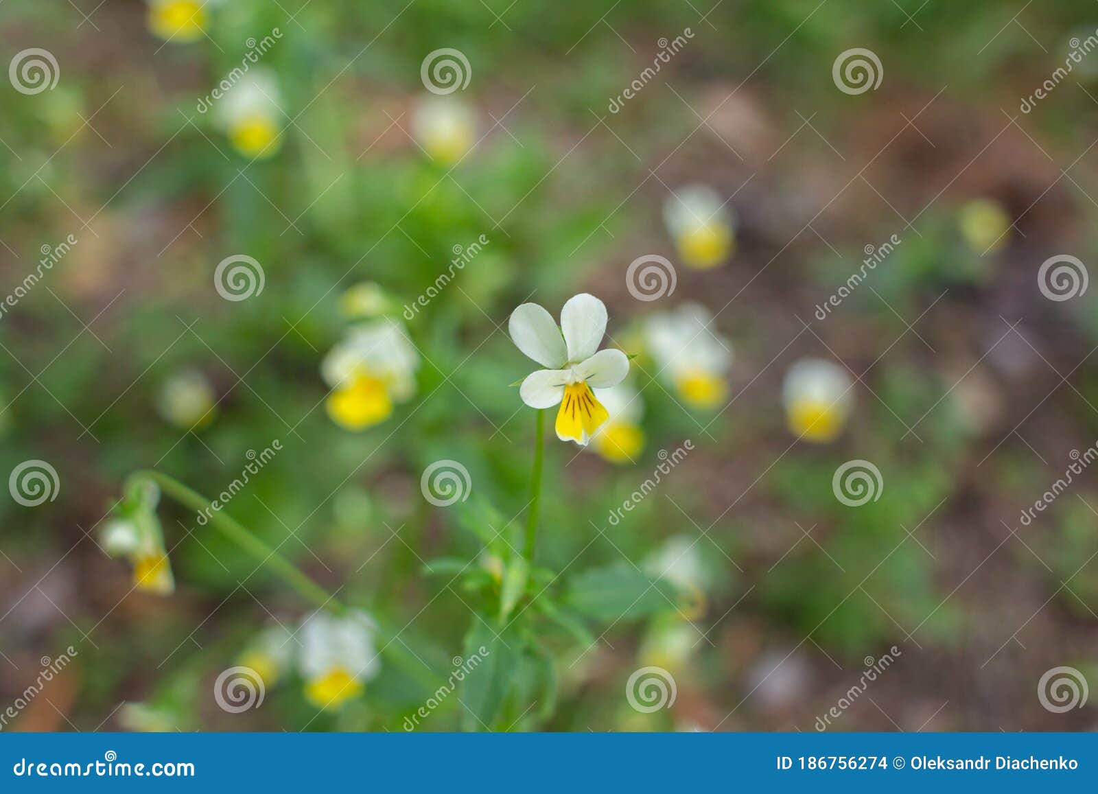Small Field Violets Grow in the Forest Stock Photo - Image of arvensis ...