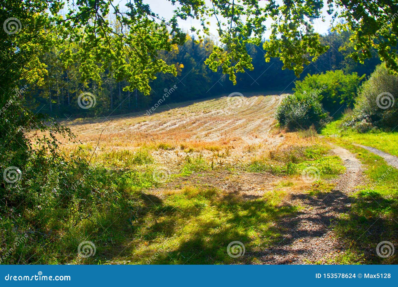 Small Fields among the Forest Stock Photo - Image of hayfield, green ...