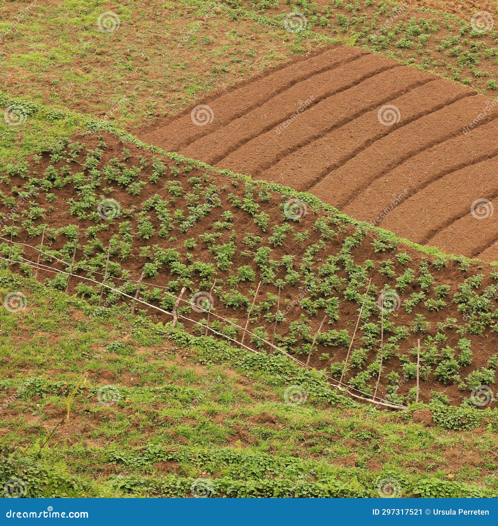 Small Fields Alternate With Ponds, Roads And Boundary Wood Belt Stock ...