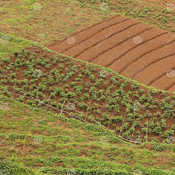 Small fields in Ghandruk stock image. Image of area - 297317521