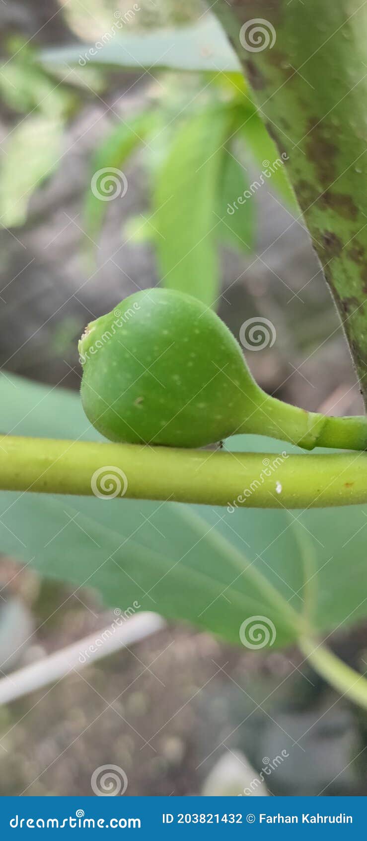 Small fig fruit stock photo. Image of shrub, leaf, small - 203821432