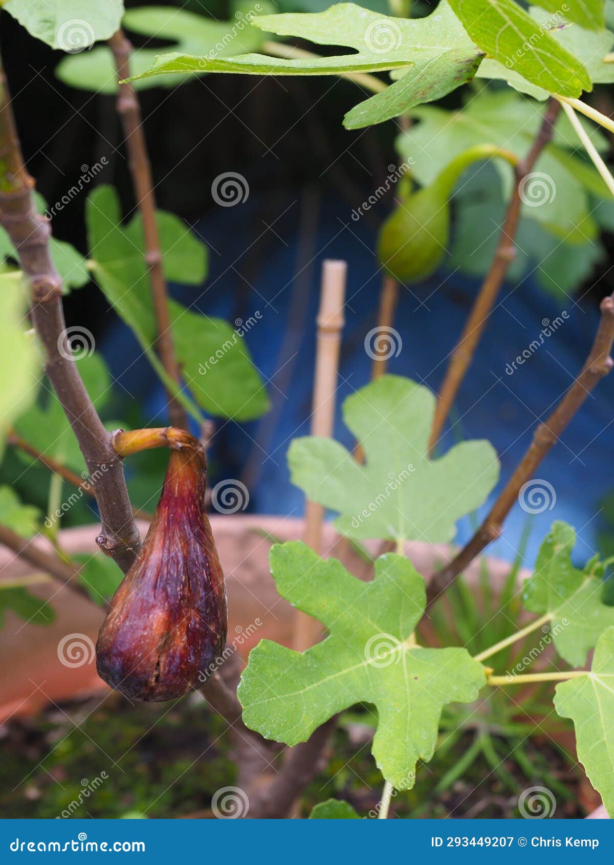 A Small Fig Tree Growing in a Pot with Ripe Fig Hanging Down Stock ...