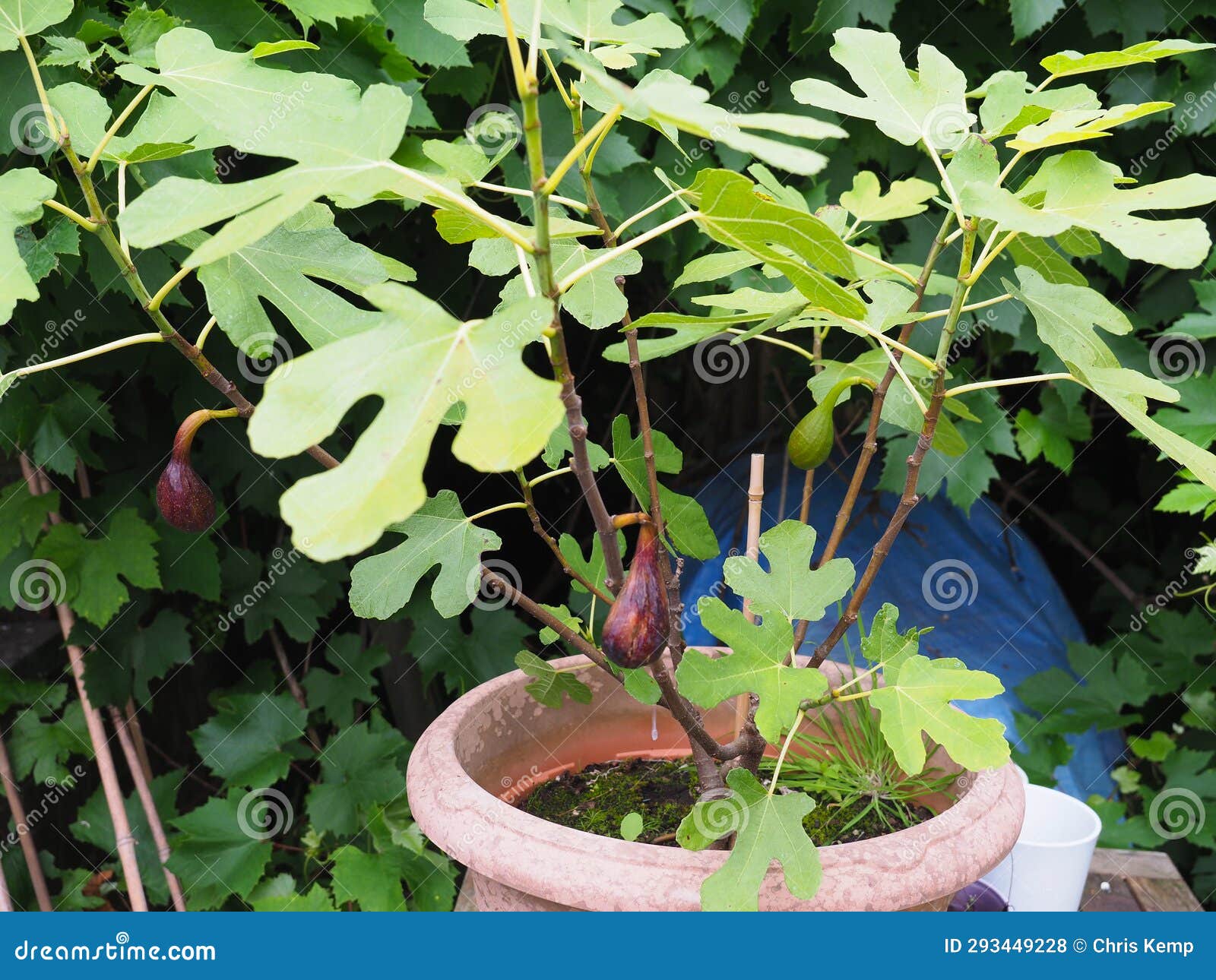 A Small Fig Tree Growing in a Pot with Ripe Fig Hanging Down Stock ...