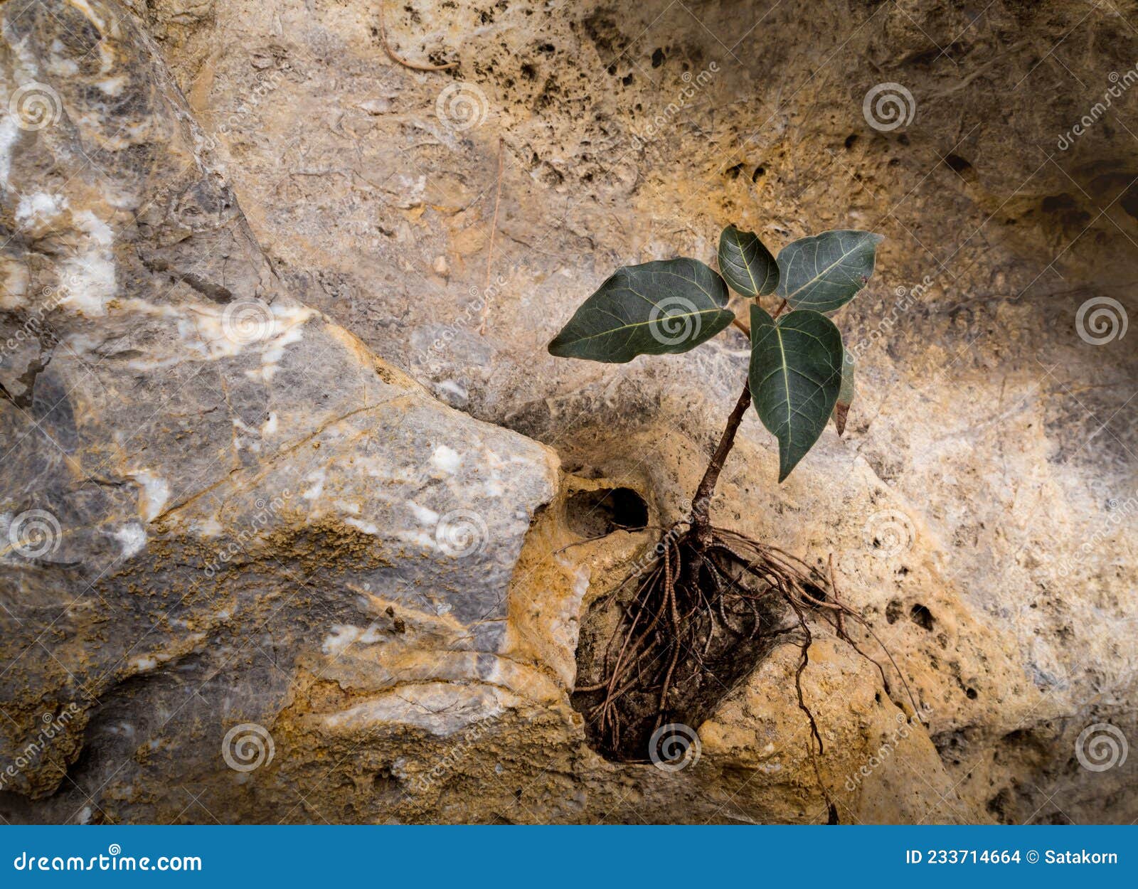 A Small Fig Tree that Grows on the Rock Stock Photo - Image of rock ...