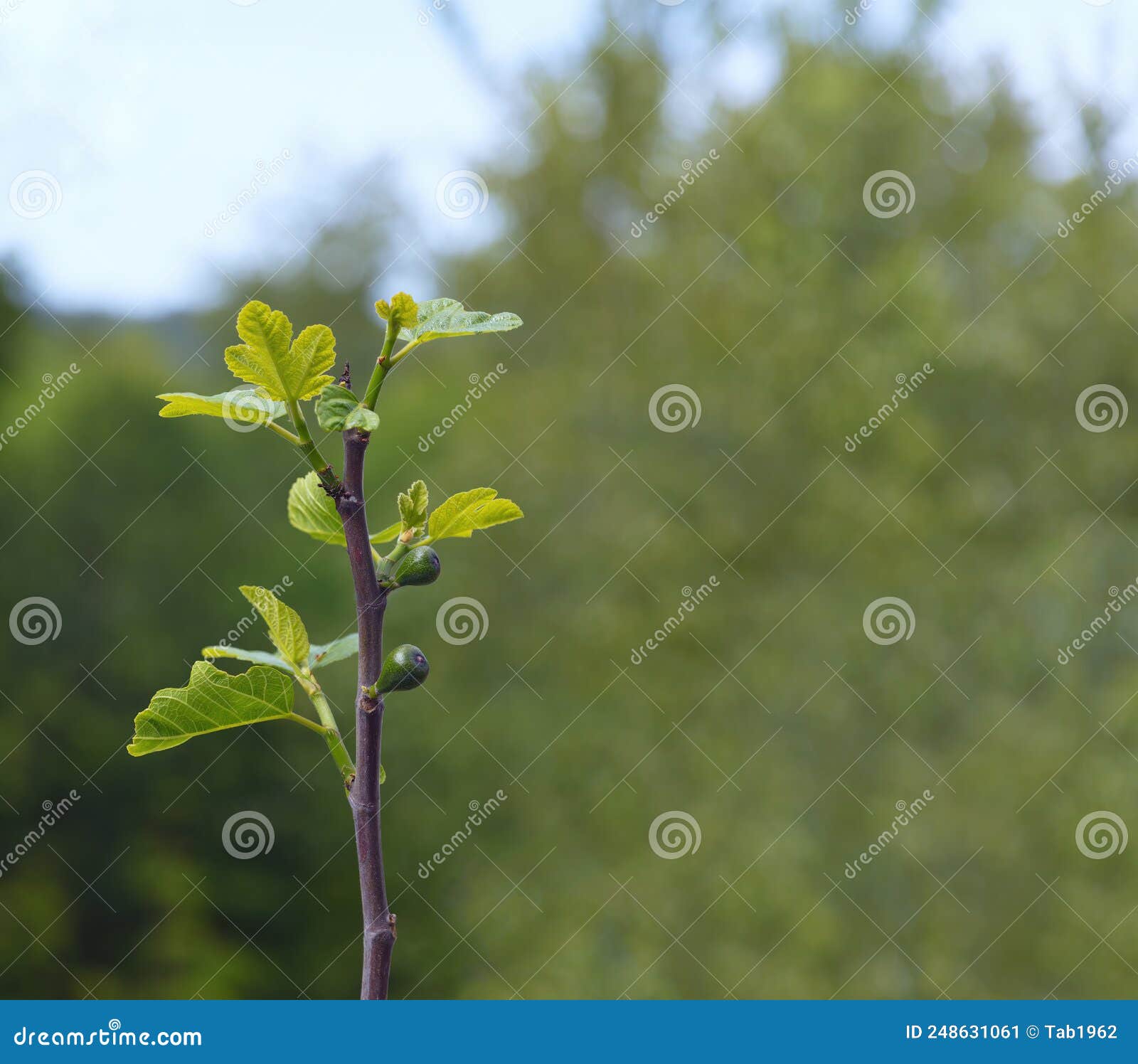 Small Figs Growing on Branch of Fig Fruit Tree Stock Image - Image of ...