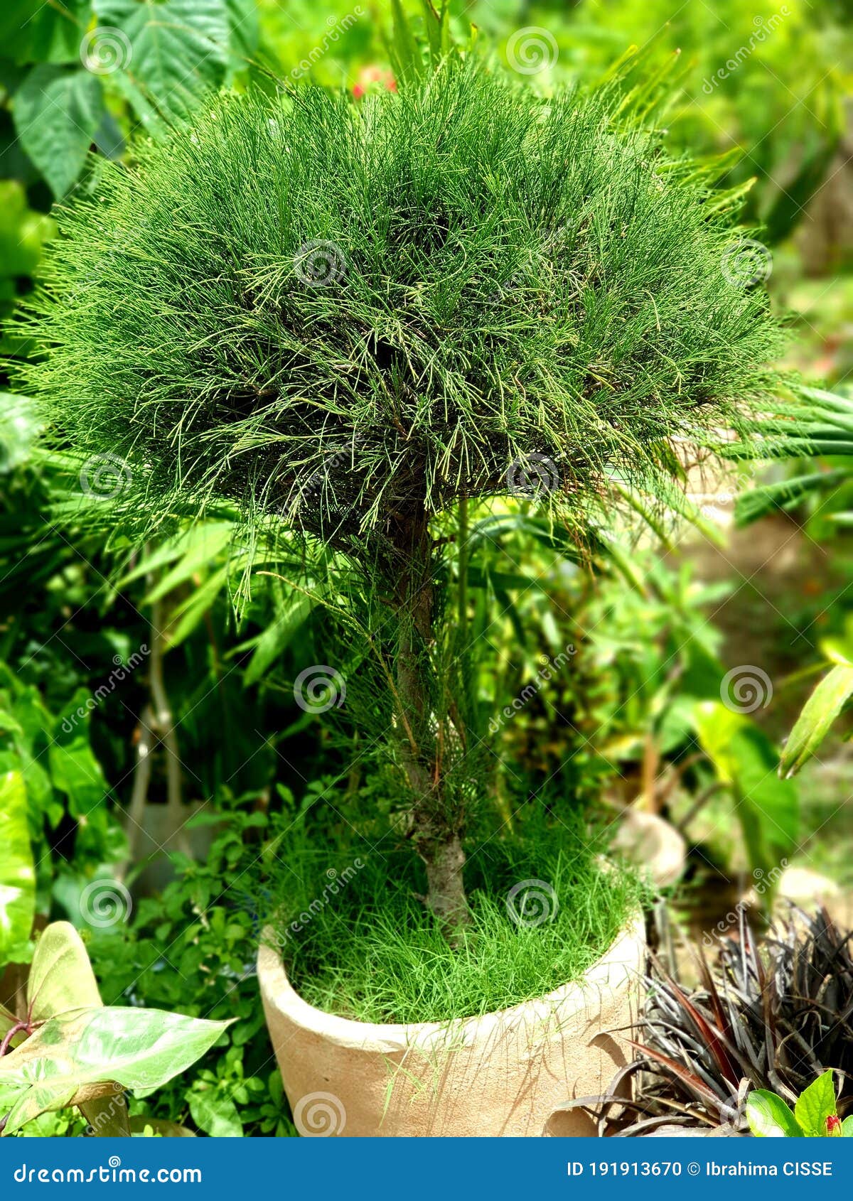 Small Filao Tree Stock Photos - Free & Royalty-Free Stock Photos from ...