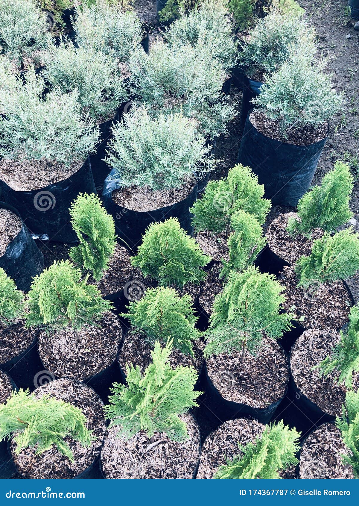 Small fine trees stock image. Image of pine, natural - 174367787