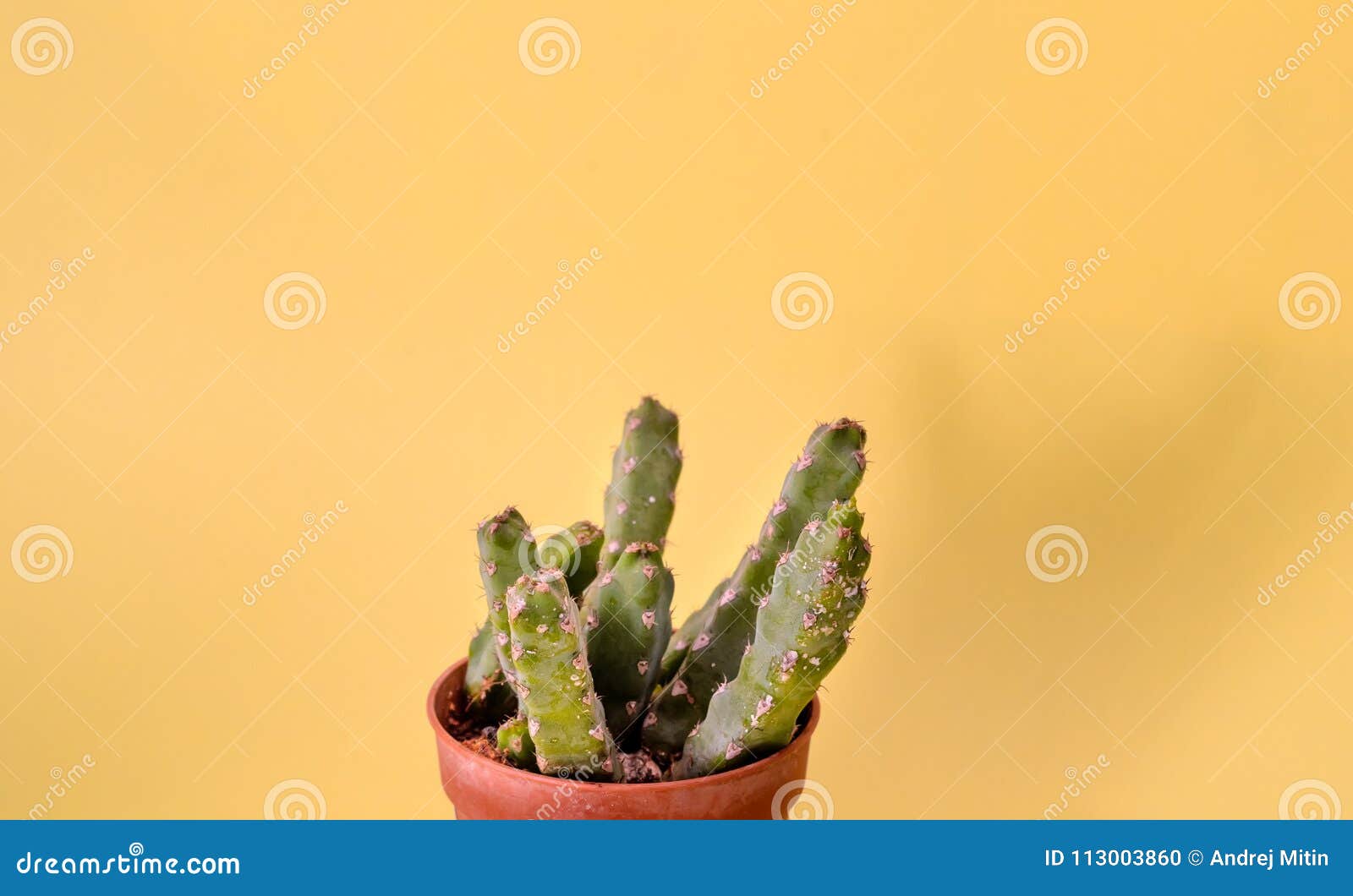 Finger Cactus, Mammillaria Longimamma Cactus In The Botanical Garden ...