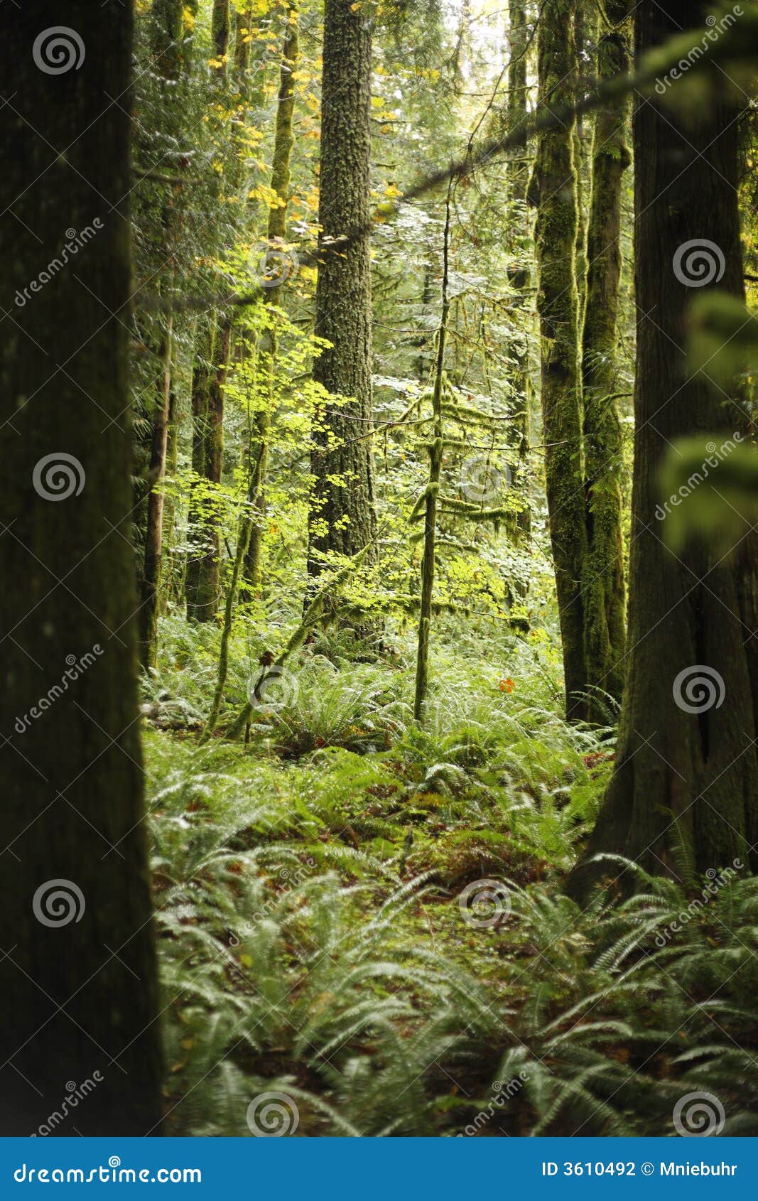 A Small Fir Sapling in the Dense Green Lush Forest Stock Photo - Image ...