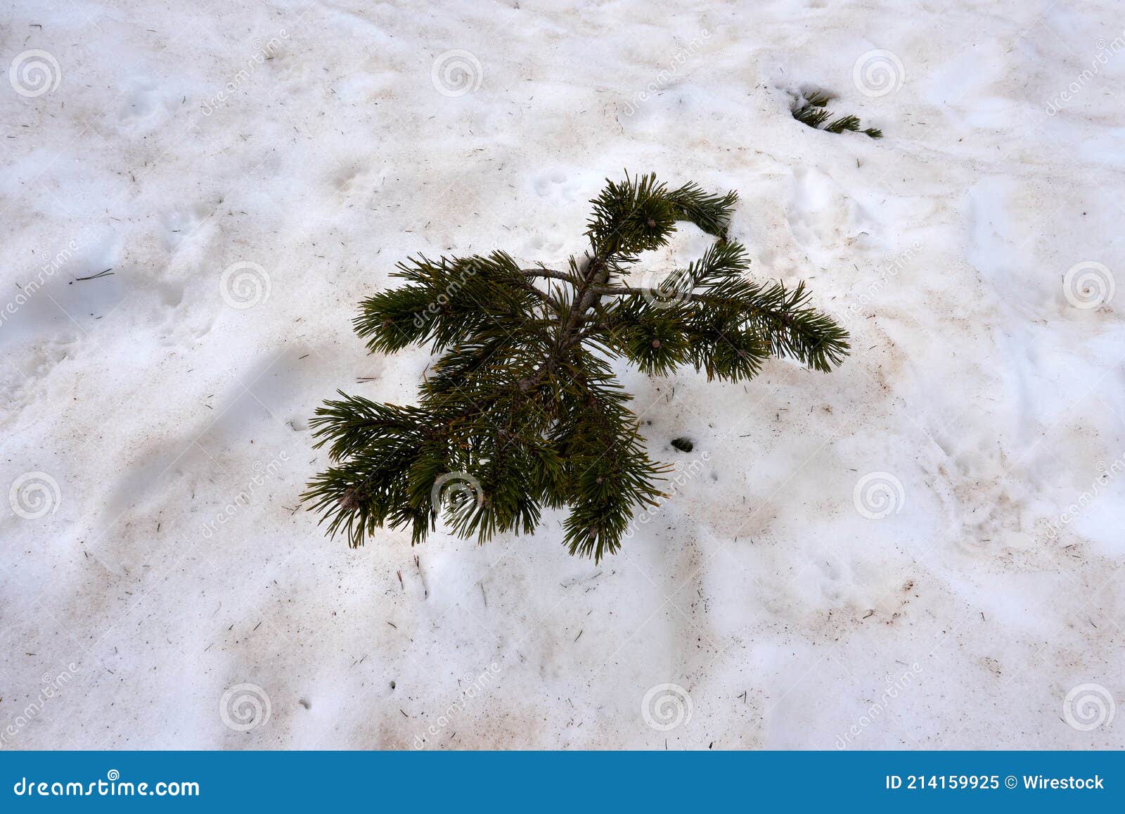 Small Fir Tree Growing on a Snowy Garden Stock Image - Image of view ...