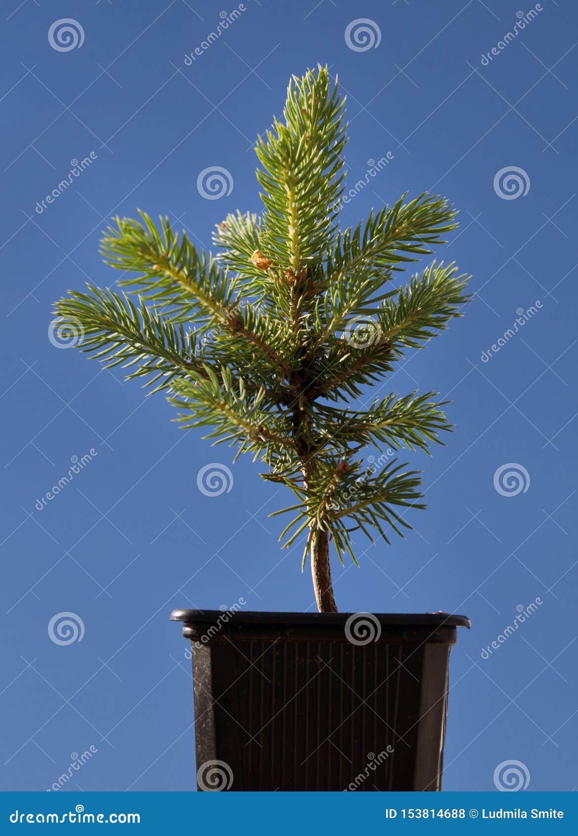 Small fir tree in a pot stock photo. Image of branch - 153814688