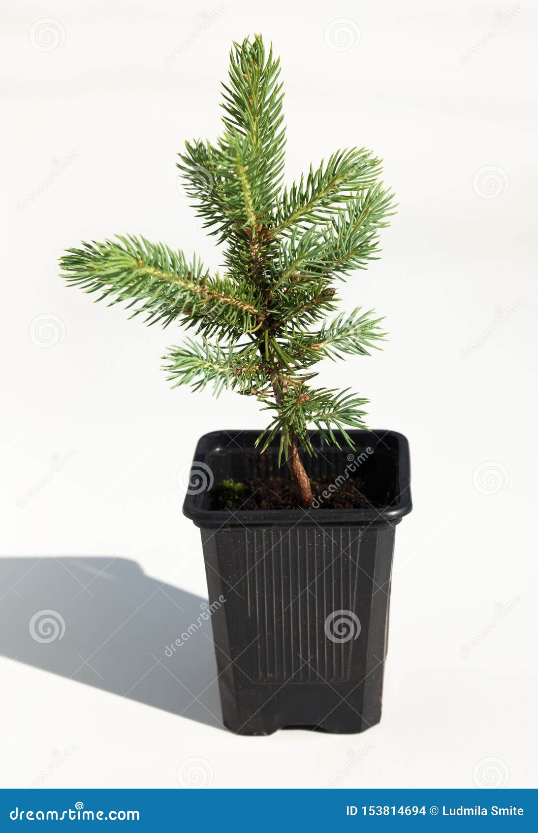 Small fir tree in a pot stock photo. Image of plastic - 153814694