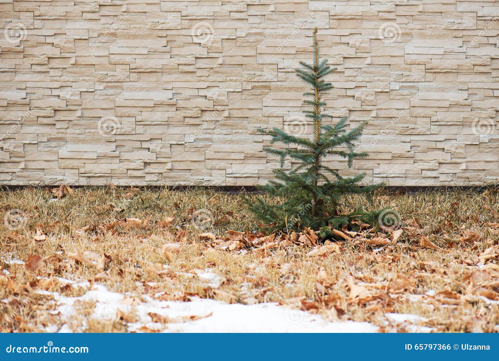 Small Fir Tree on Wall with Pattern. Stock Photo - Image of material ...
