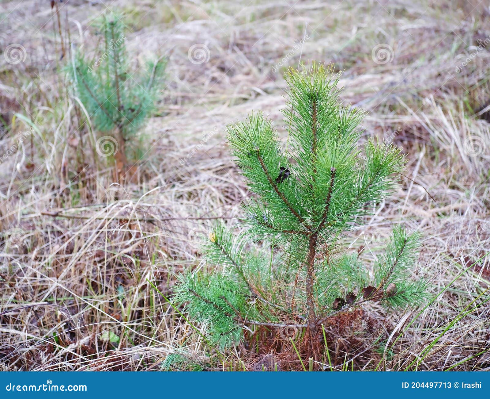 Small fir tree stock image. Image of young, bright, branch - 204497713