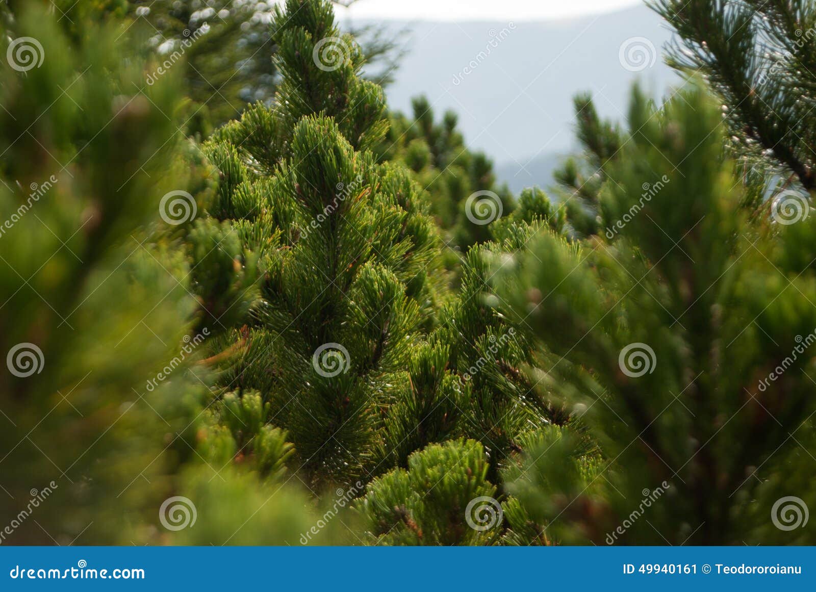 Small fir trees stock image. Image of history, geometry - 49940161