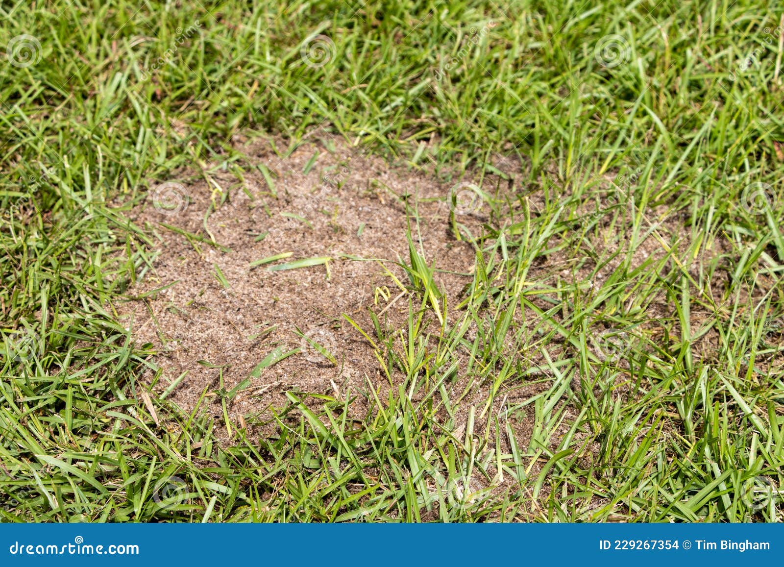 Small fire ant hill stock photo. Image of dirt, fire - 229267354