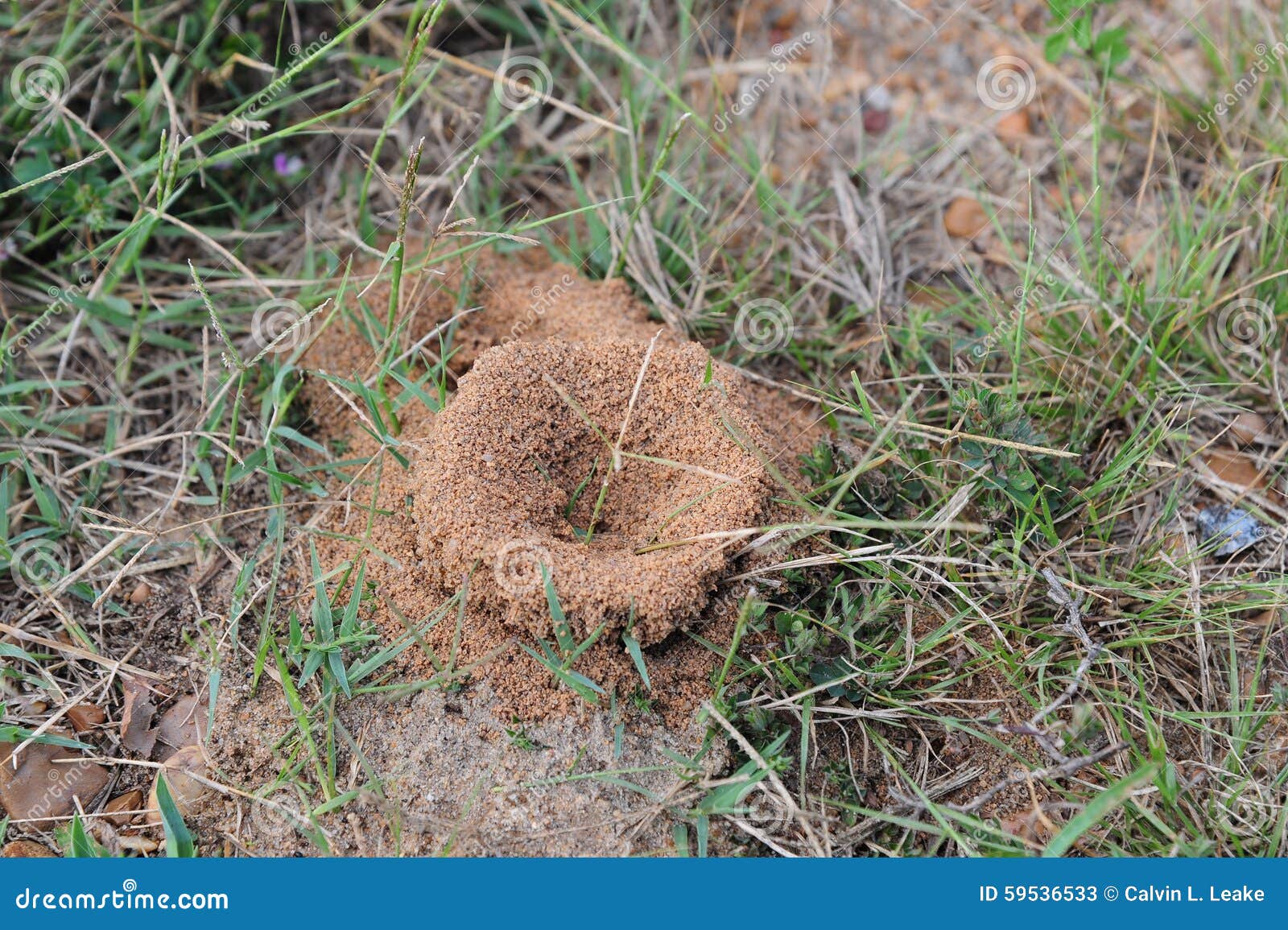 Ant mound stock image. Image of ants, home, colony, queen - 59536533