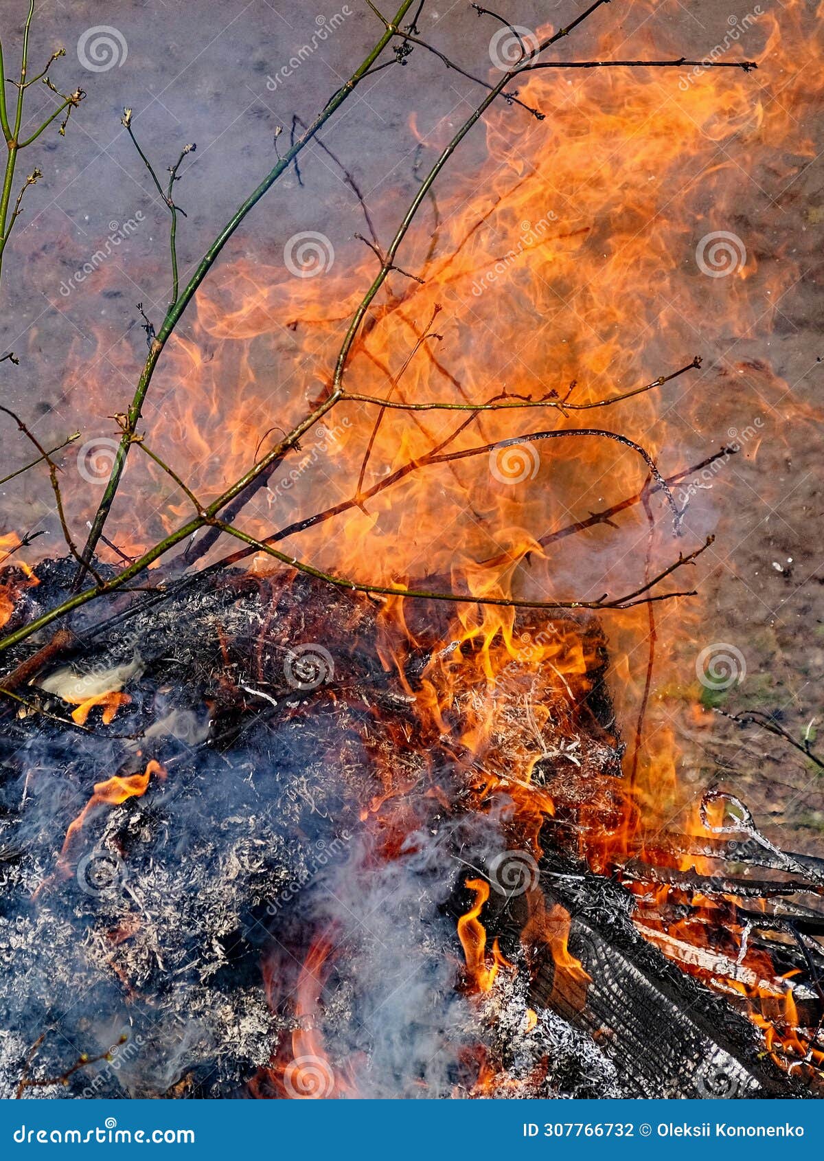 A Small Fire Burns Amidst Ashes and Smoke Stock Photo - Image of burning, bright: 307766732