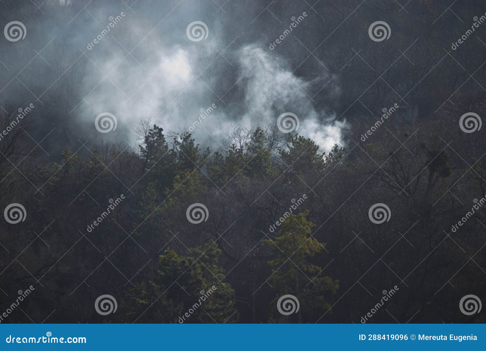 Small fire in the forest stock photo. Image of cloud - 288419096