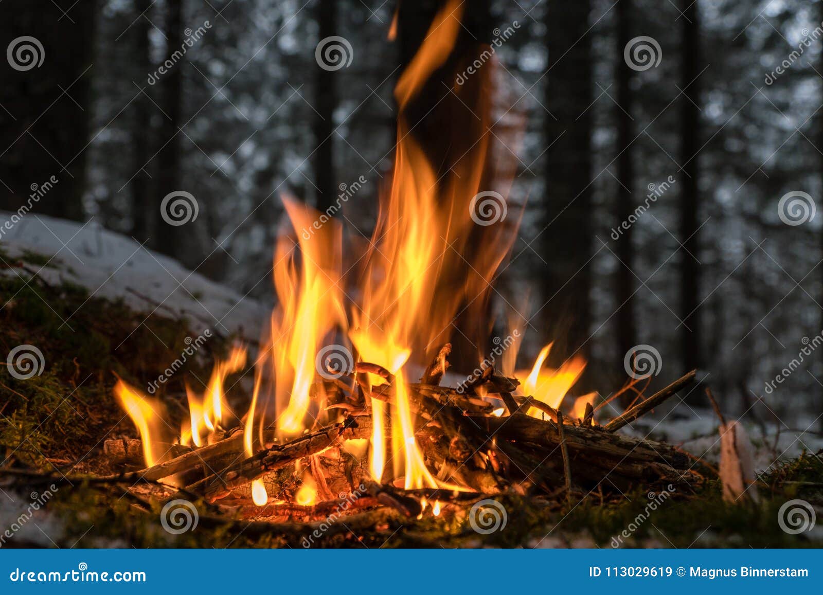 Small Fire Place in the Forest Stock Image - Image of forest, flames ...