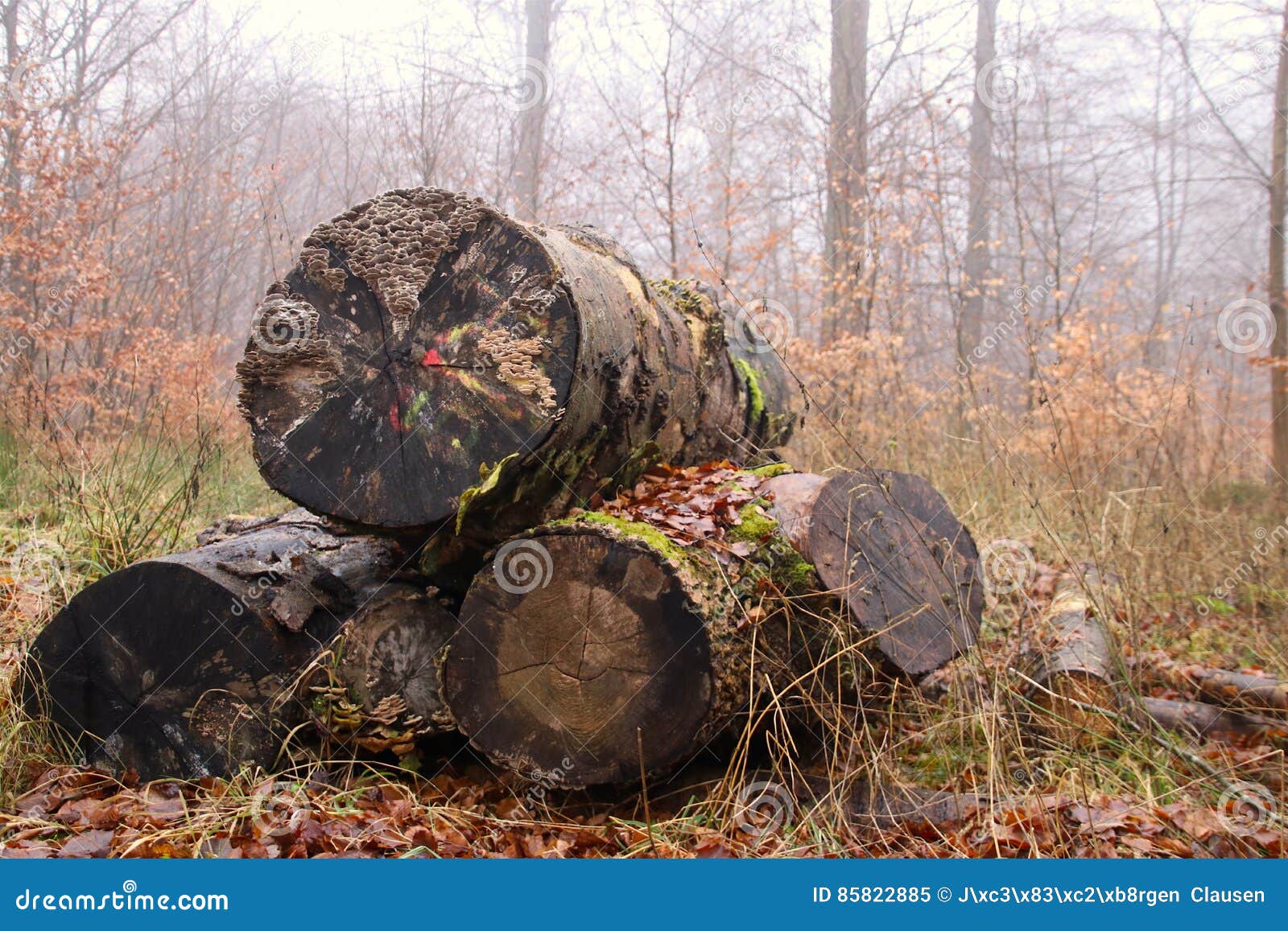 Small Firewood Stack with Large Tribes Stock Image - Image of yellow ...
